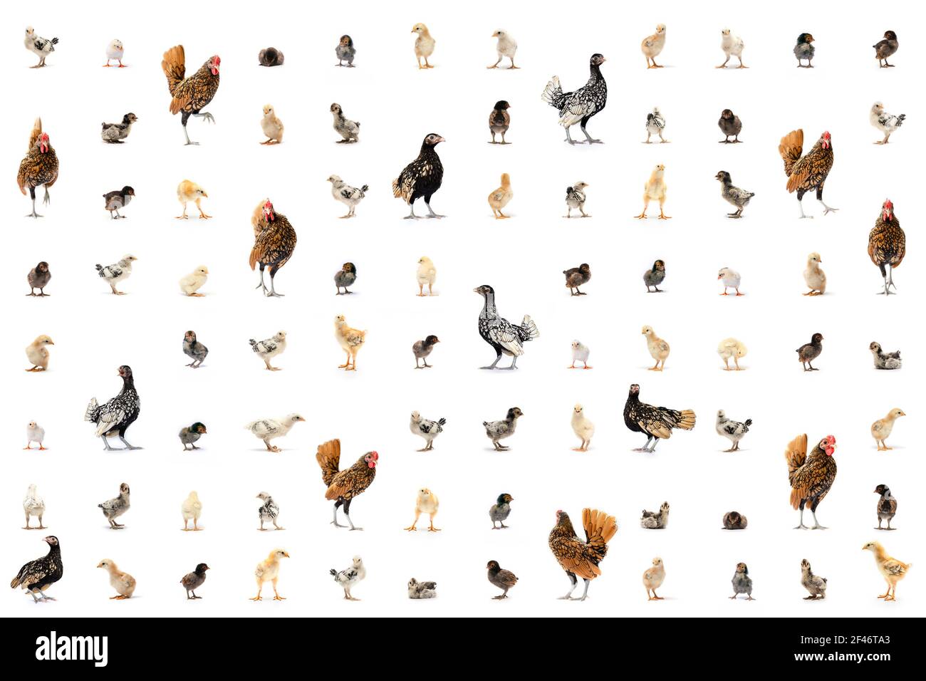 The Varieties of Chicken Speies such as Hamburg Leghorn Sebright ...