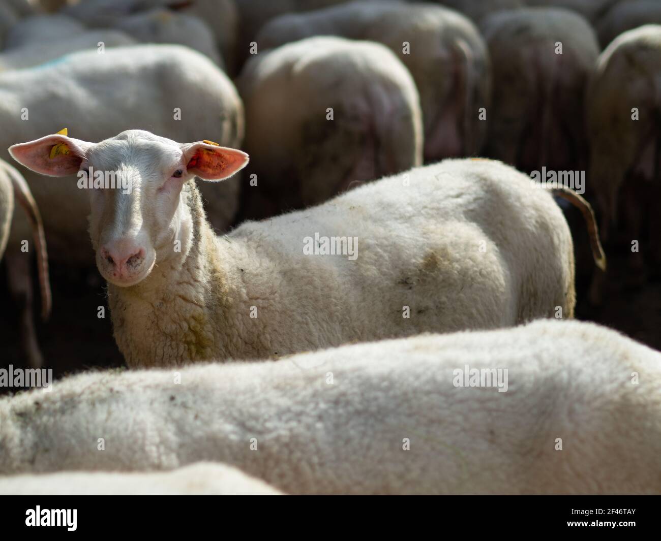 A flock of sheep on a farm, a single sheep looking into the camera ...