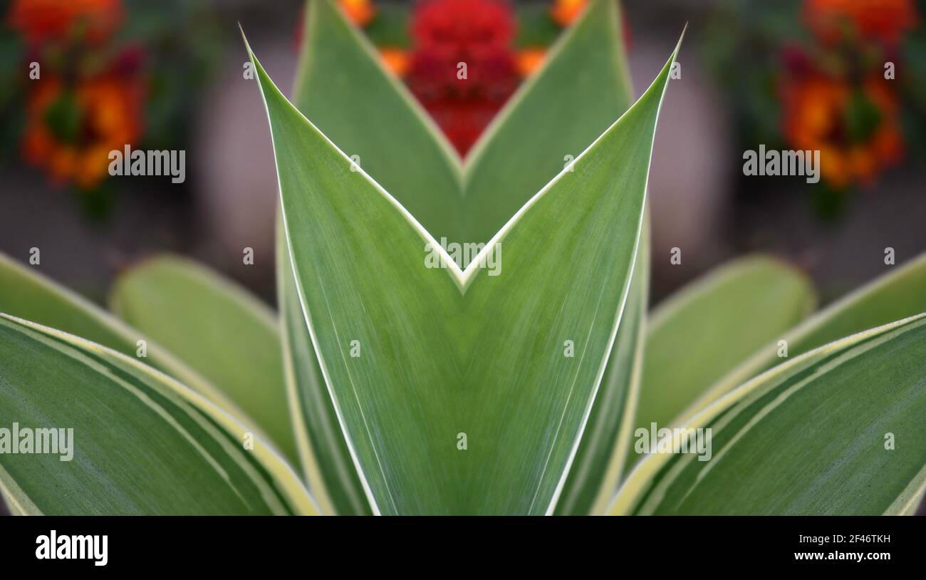 Agave attenuata, an evergreen succulent plant with spineless long green ...