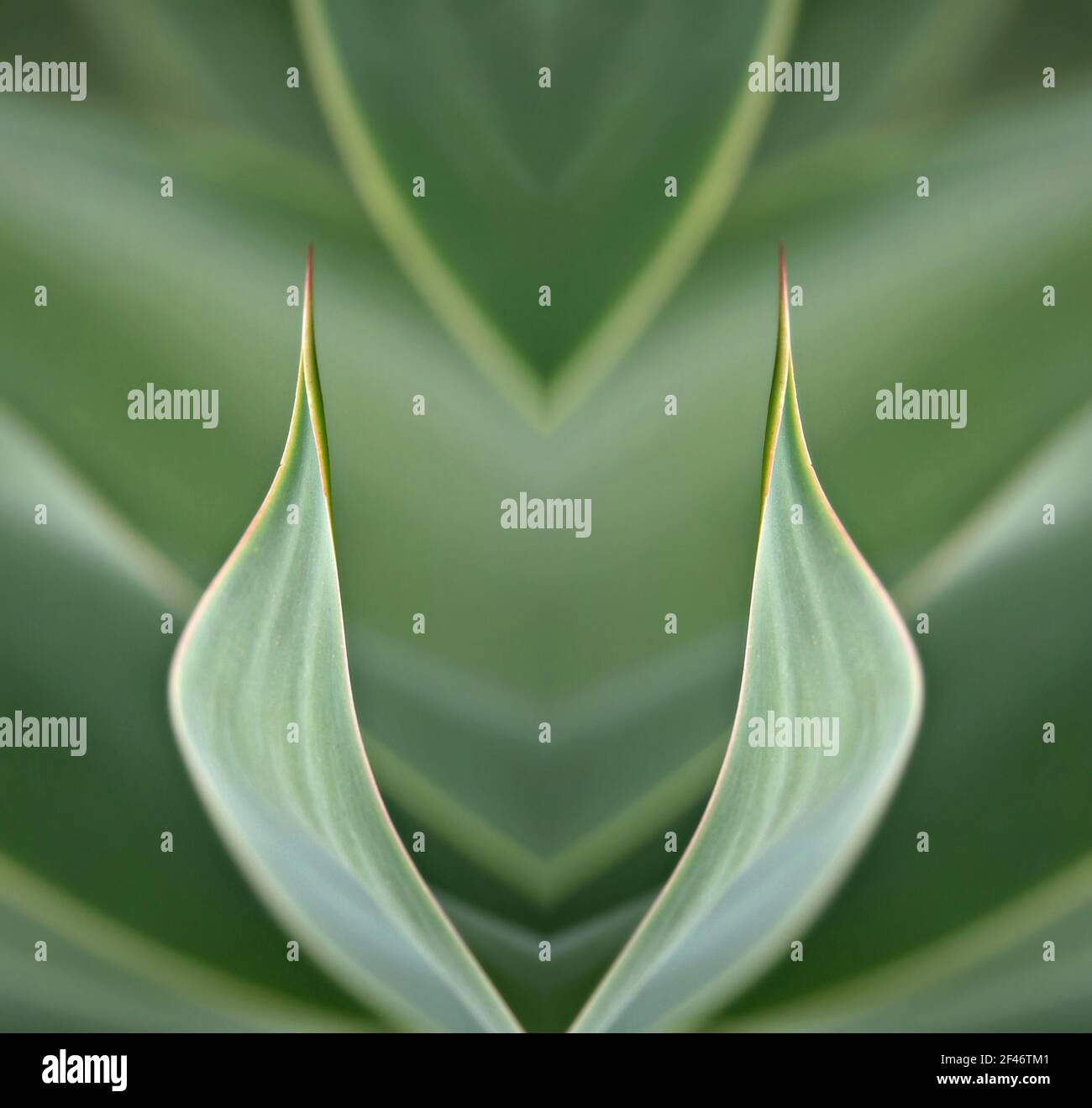 Agave attenuata, an evergreen succulent plant with spineless long green ...