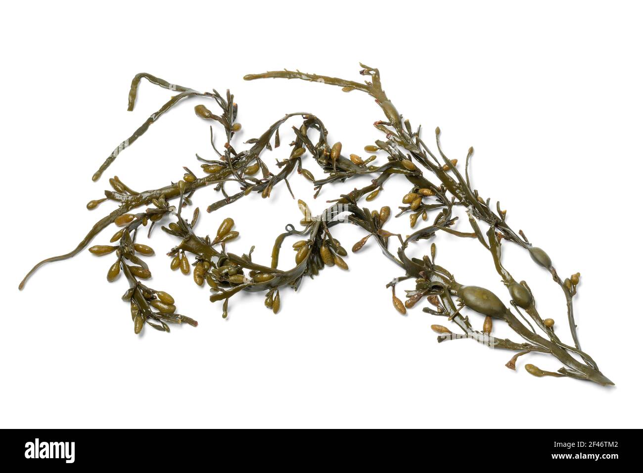 Fresh Bladder wrack seaweed isolated on white background Stock Photo ...