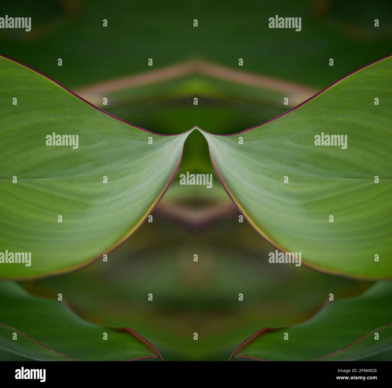 Long fleshy edible stalks hi-res stock photography and images - Alamy