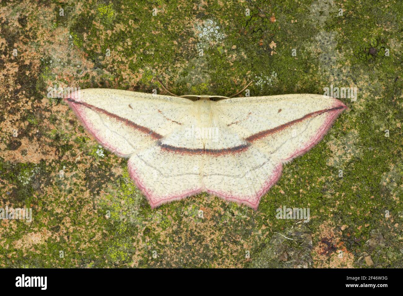 Blood Vein Moth Timandra comae Essex, UK IN000432 Stock Photo - Alamy