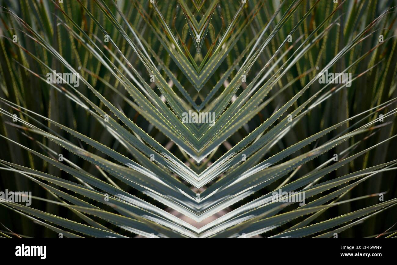 Marginal Spines High Resolution Stock Photography and Images - Alamy