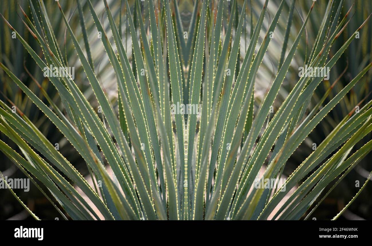 Agave lenchuguilla, a succulent plant with linear, green, long, tough ...