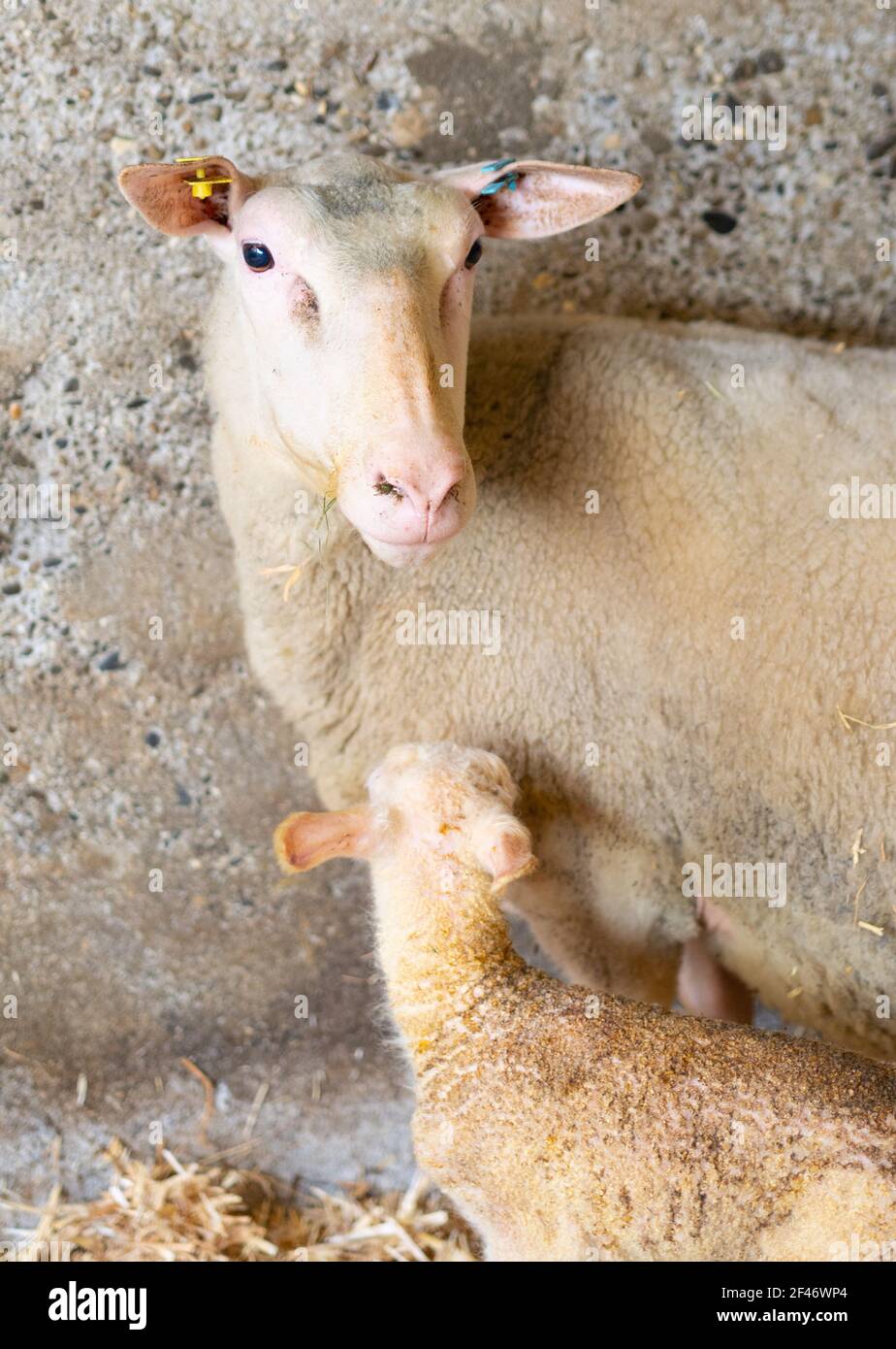 A lamb immediately after birth with its mother sheep Stock Photo - Alamy