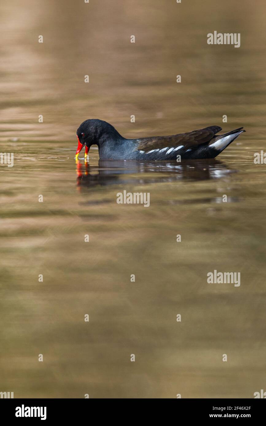 Common Moorhen, Gallinula chloropus, waterhen, swamp chicken Stock ...