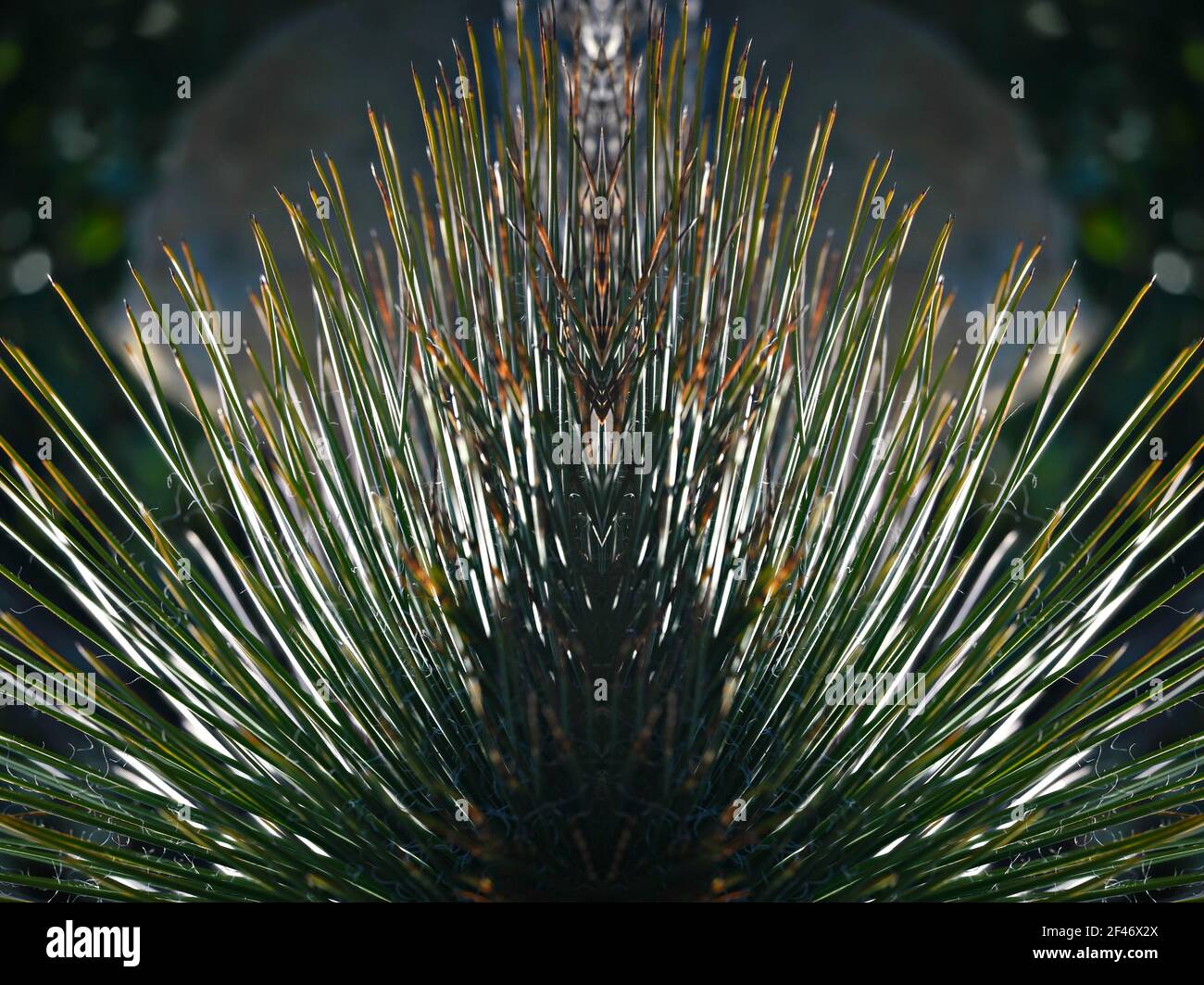 Marginal teeth hi-res stock photography and images - Alamy