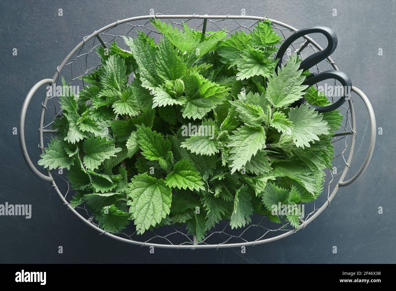 Freshly picked nettle. Basket of fresh stinging nettle leaves Stock ...