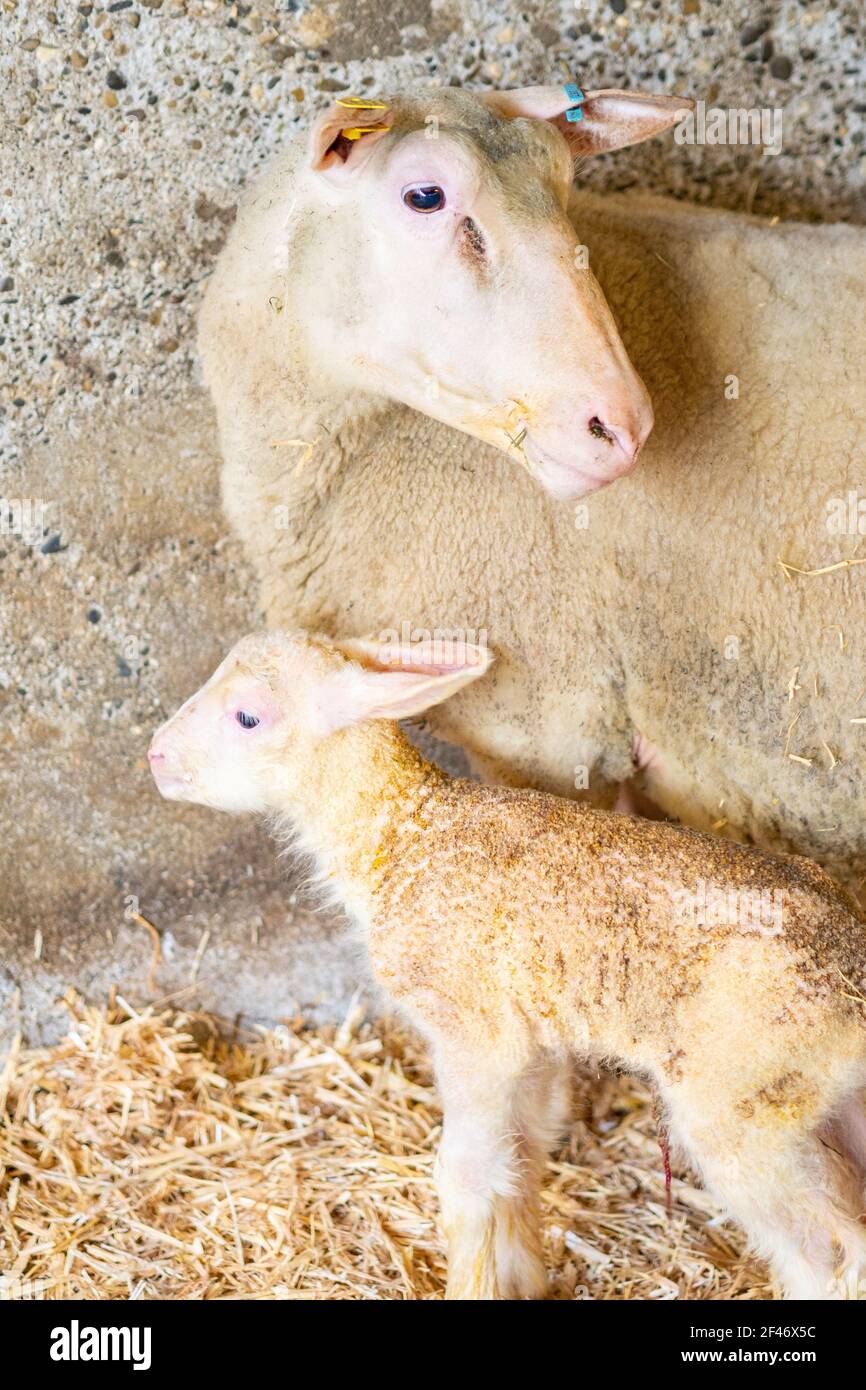 A lamb immediately after birth with its mother sheep Stock Photo - Alamy