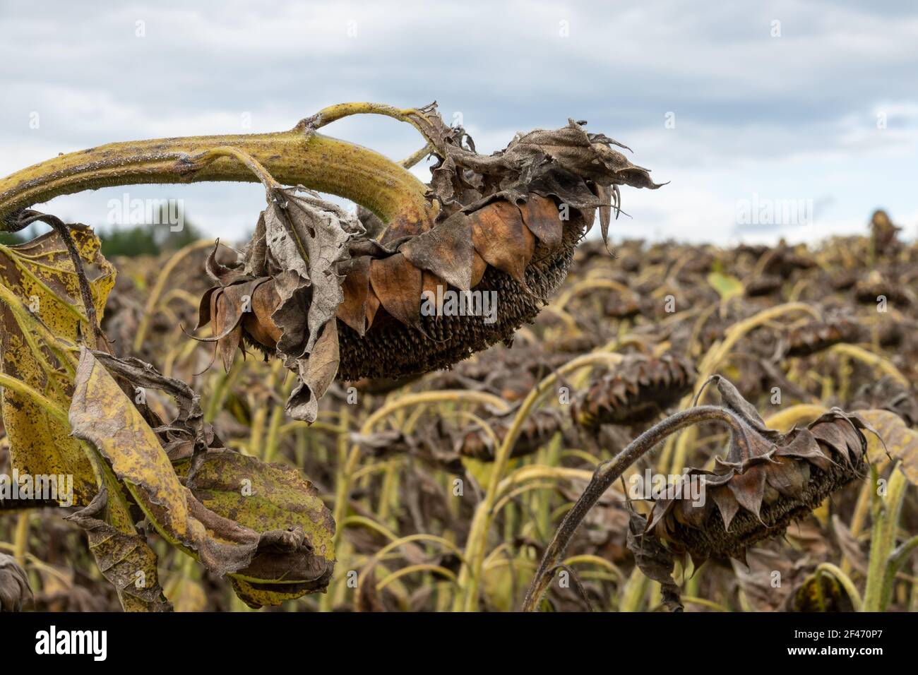 withered dying sunflowers in autumn with cloudy sky, everything has a ...