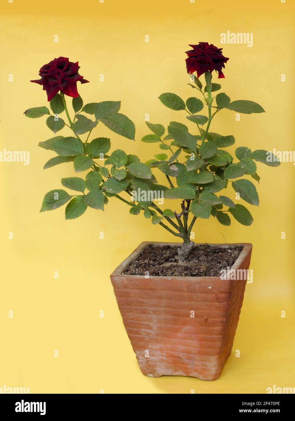 Beautiful potted red roses isolated on a yellow background Stock Photo ...