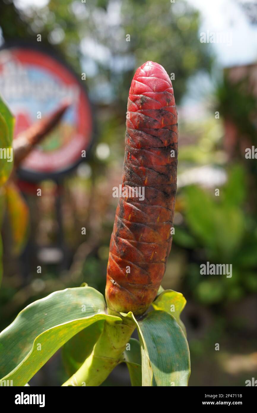 Red button ginger hi-res stock photography and images - Alamy