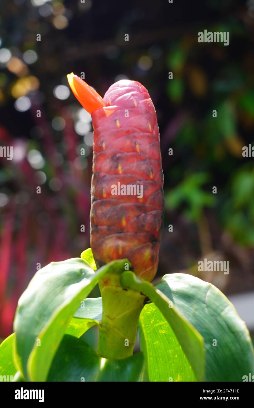 Red button ginger hi-res stock photography and images - Alamy