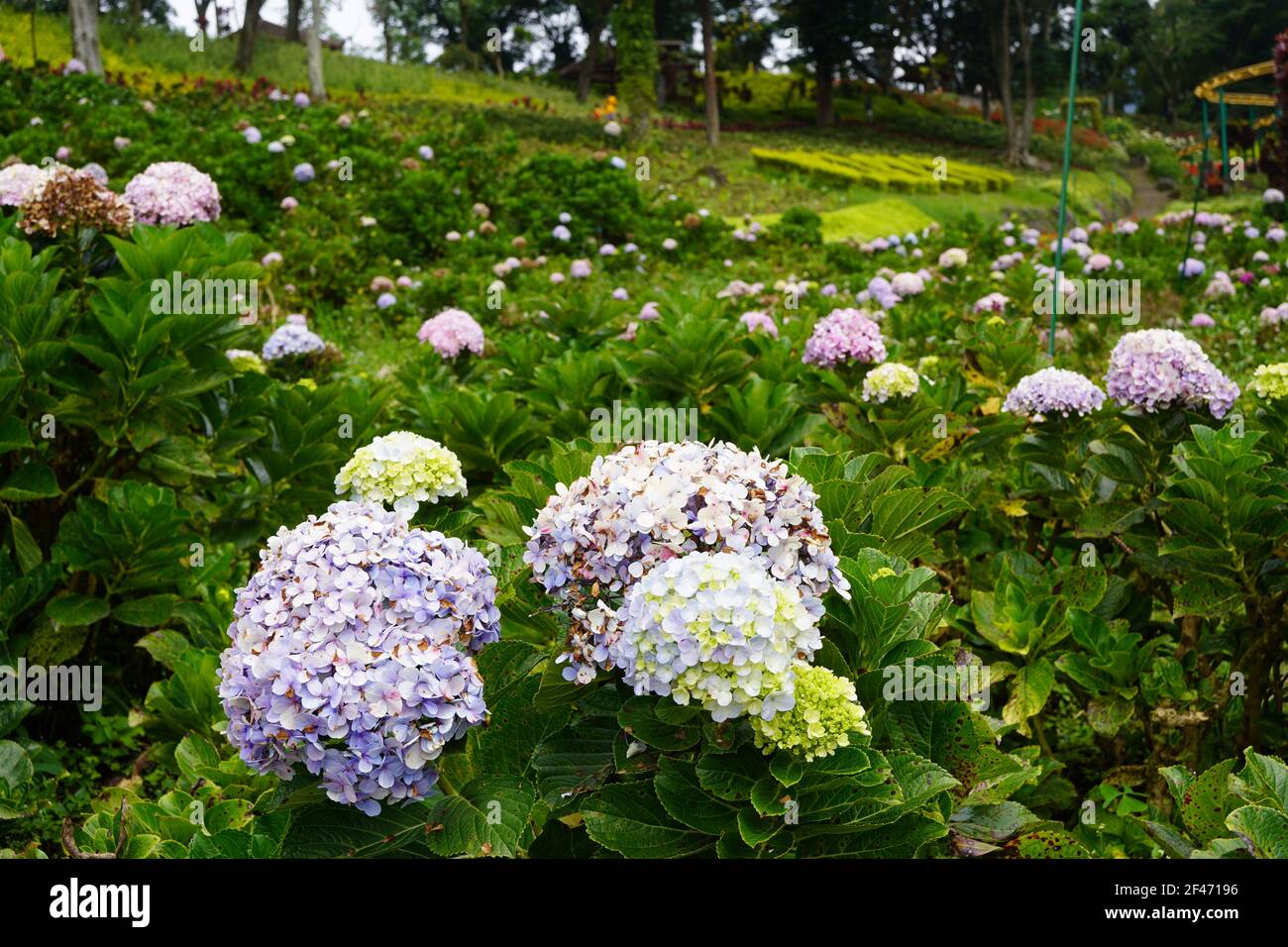 Beautiful hydrangea flowers growing in a park Stock Photo - Alamy