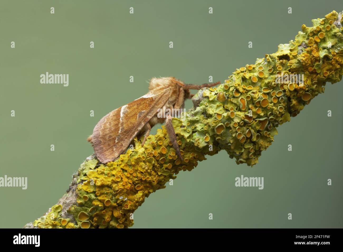 Orange swift moth hi-res stock photography and images - Alamy