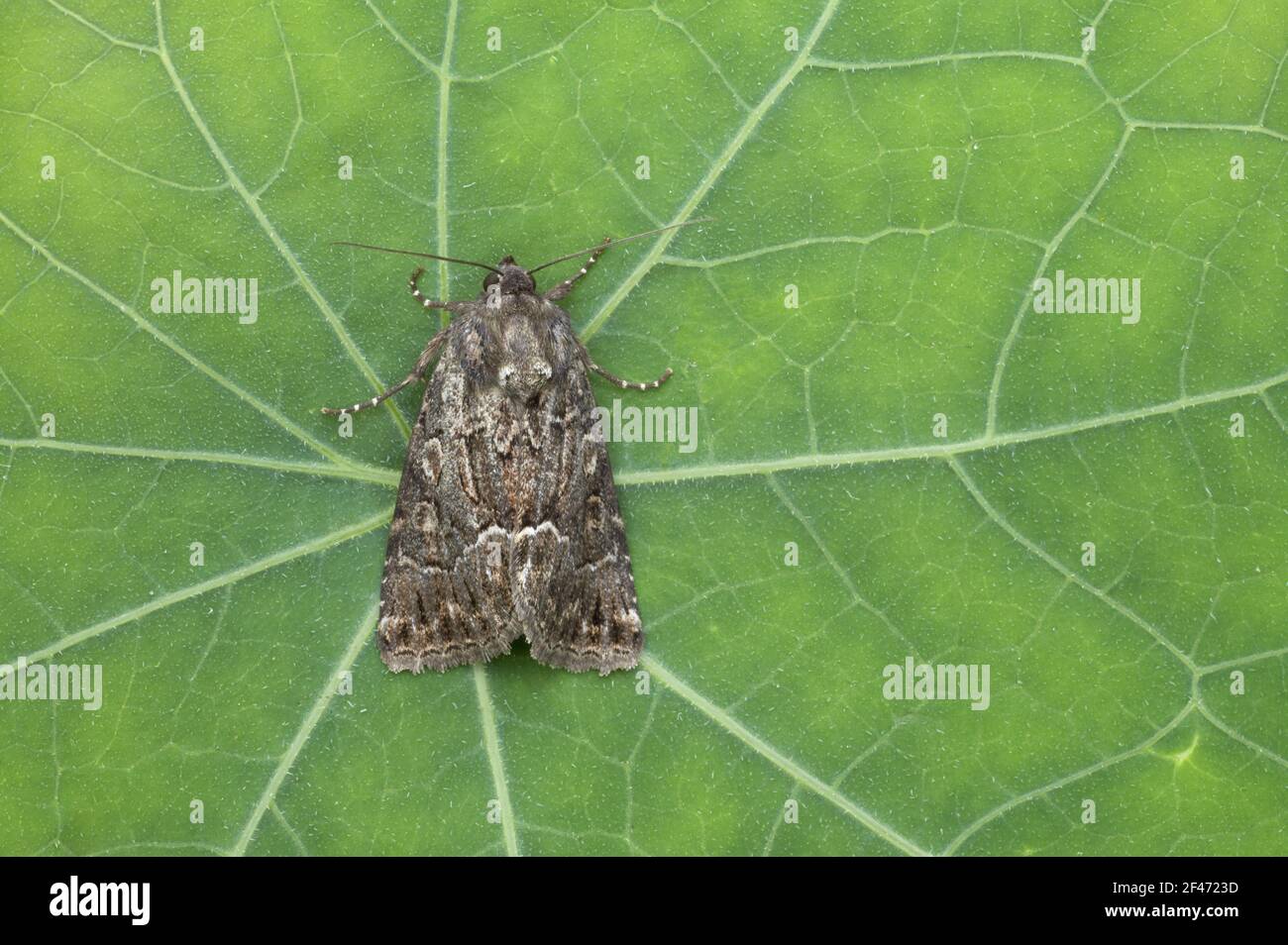 Straw Underwing Moth Thalpophila matura Essex, UK IN000448 Stock Photo ...