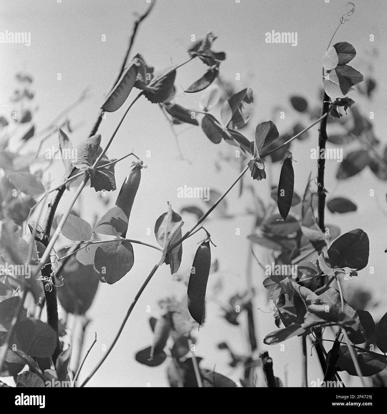 Sustainable production pea pods hi-res stock photography and images - Alamy