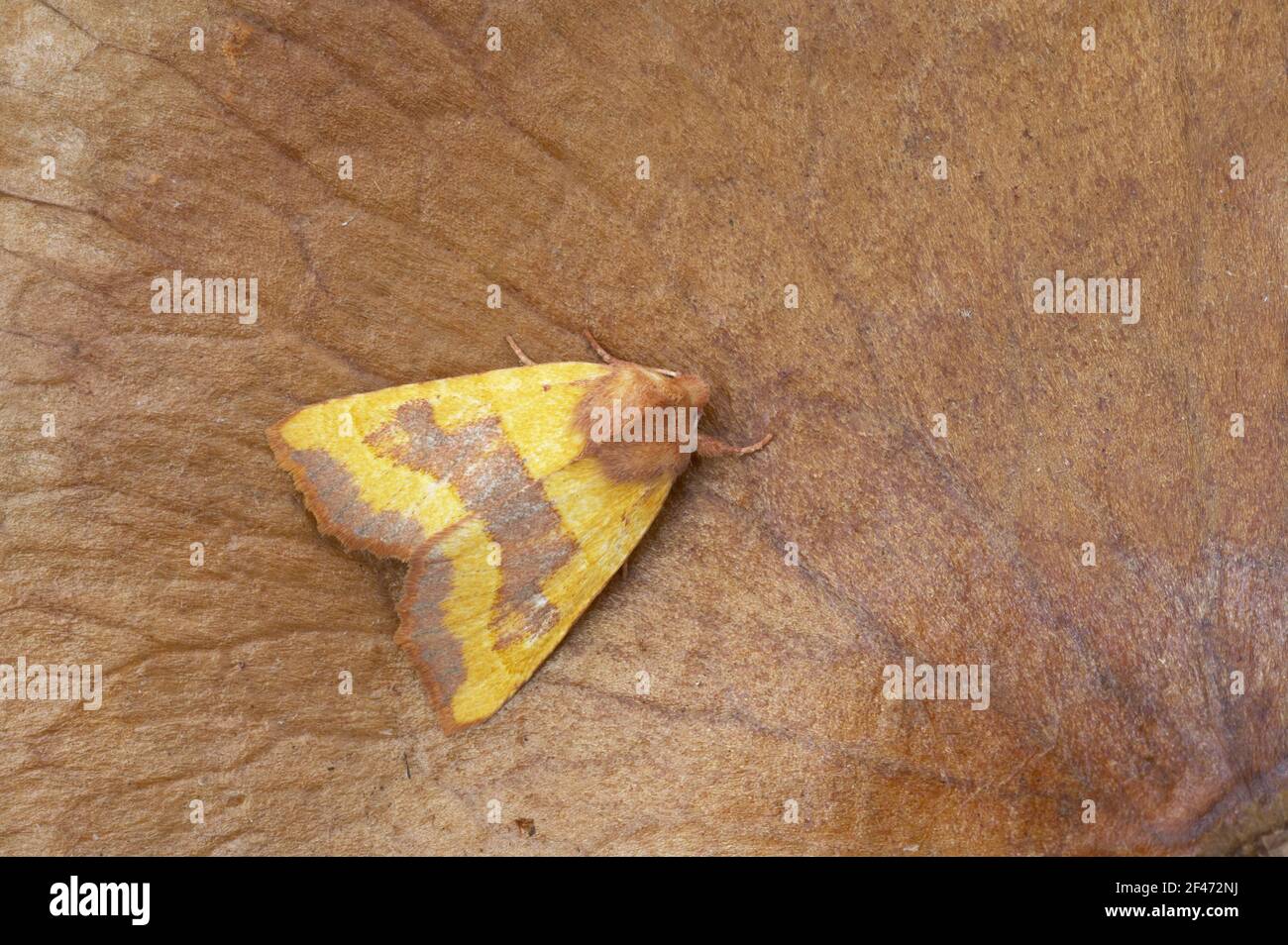 Centre Barred Sallow Moth Atethmia centrago Essex, UK IN000449 Stock ...