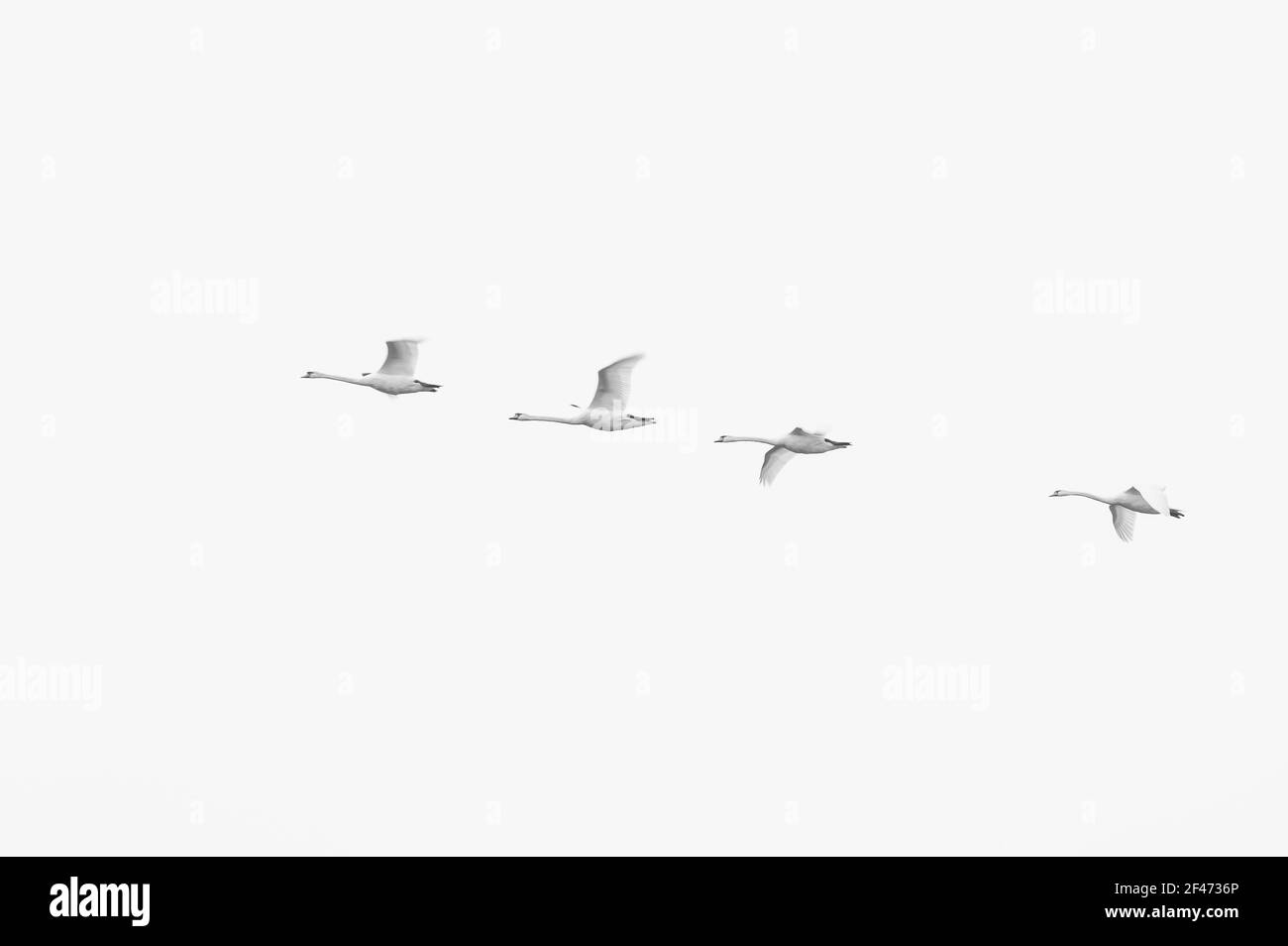 A grayscale shot of a flock of birds flying in a sky Stock Photo - Alamy