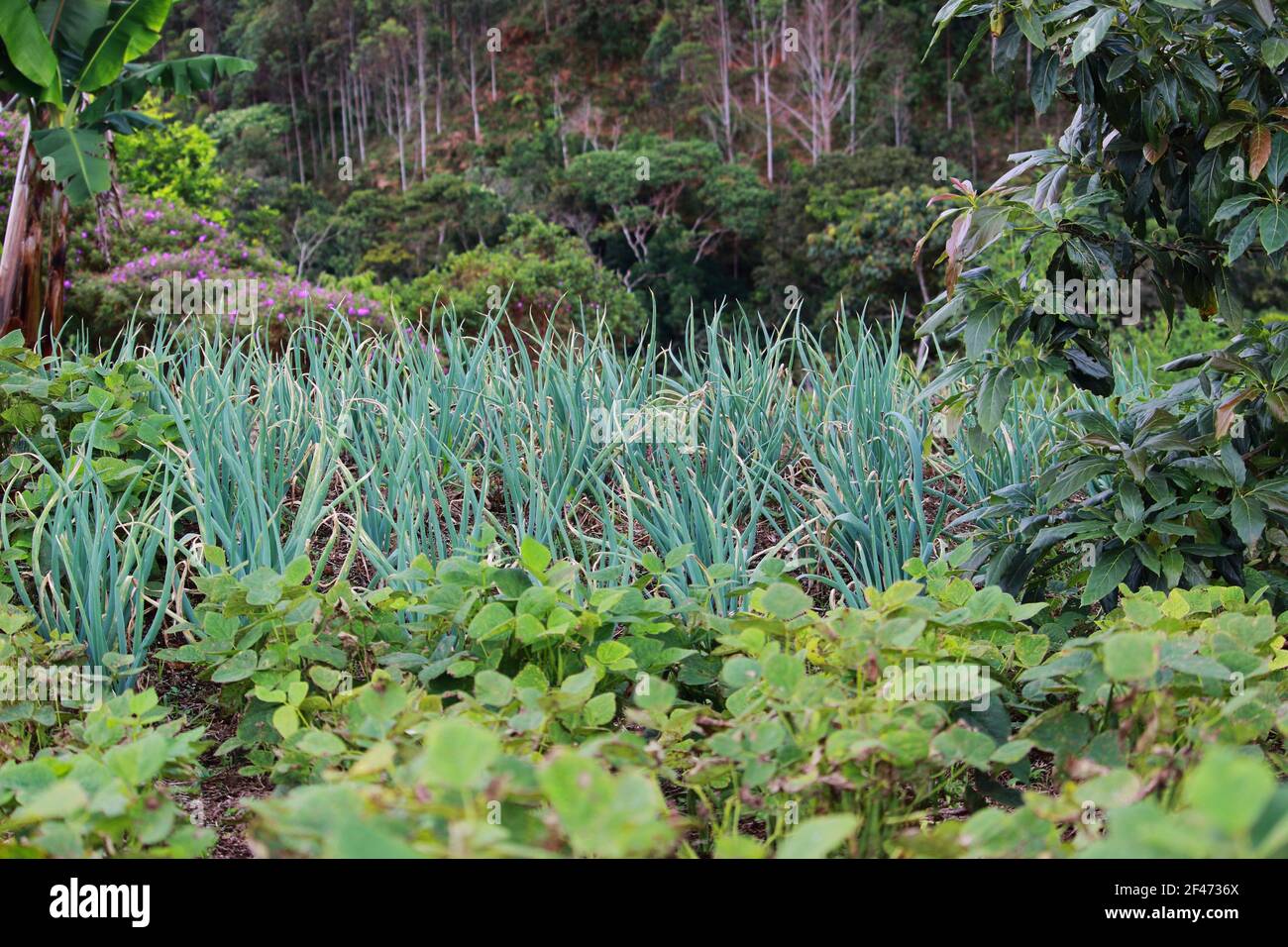 A beautiful rural cultivated garden with plants and flowers in the ...
