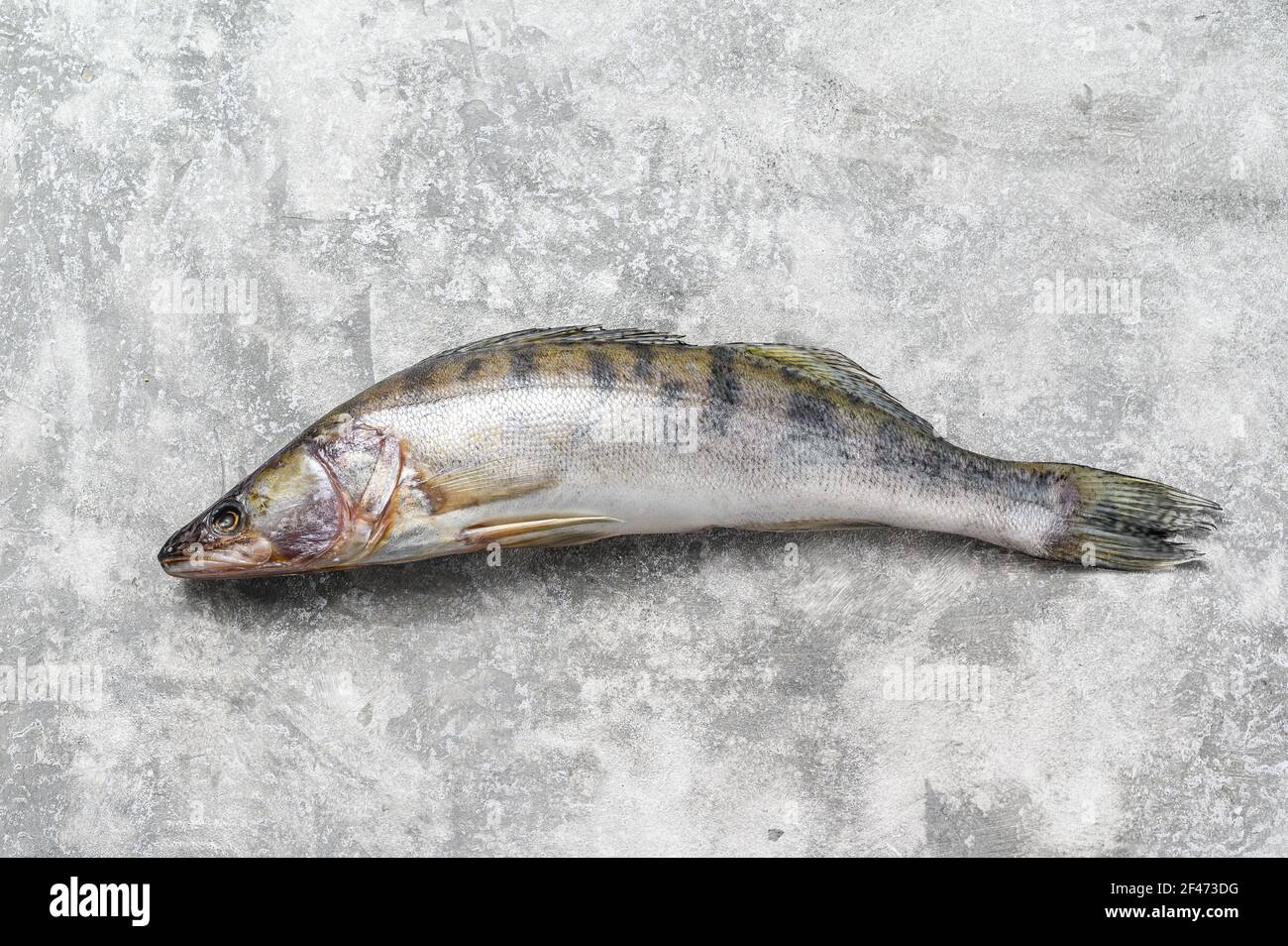 Walleye head hi-res stock photography and images - Alamy