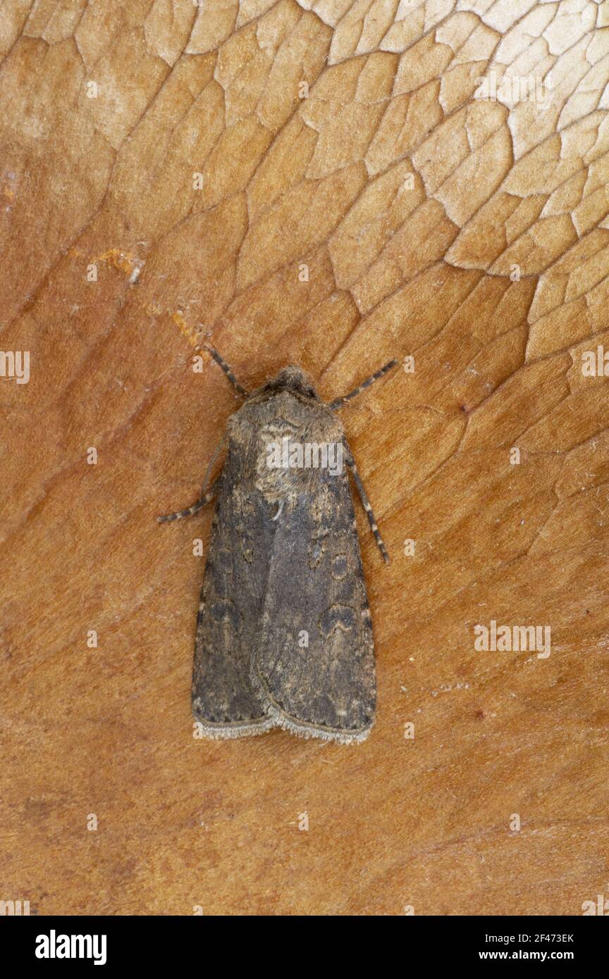 Turnip Moth Agrotis segetum Essex, UK IN000451 Stock Photo - Alamy