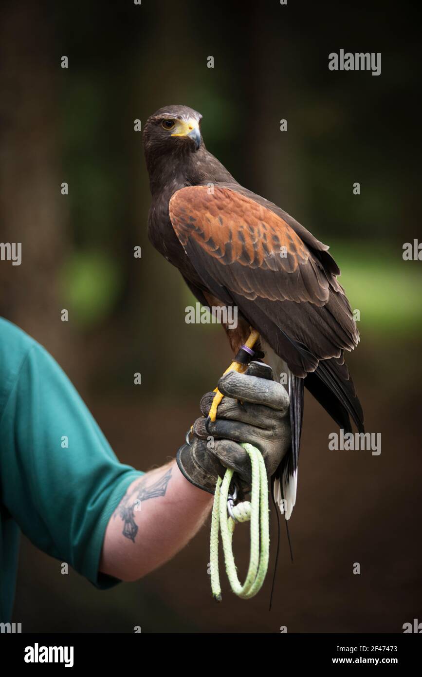 Trained Harris hawk and its owner Stock Photo - Alamy