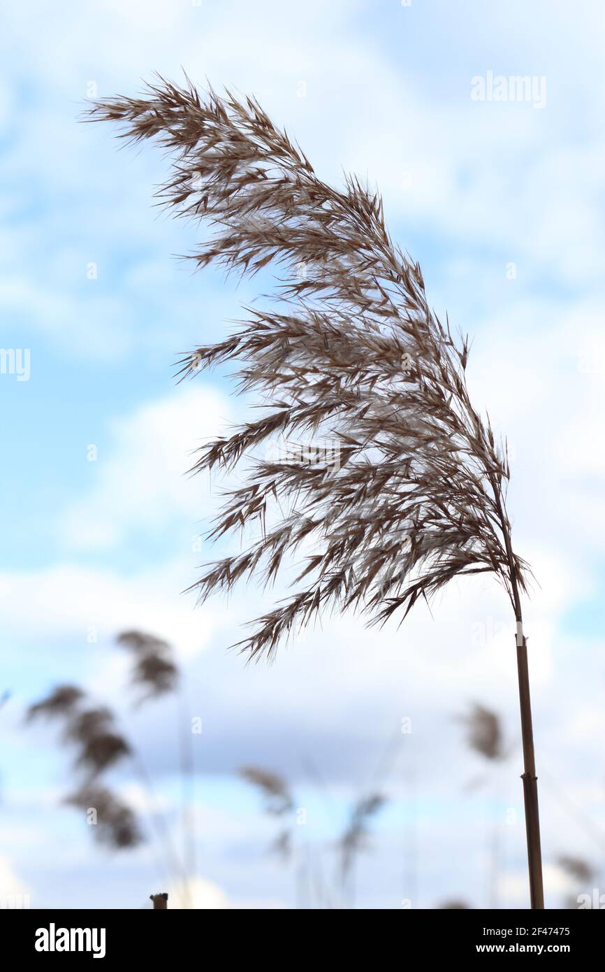 Spring view of lake with rush hi-res stock photography and images - Alamy