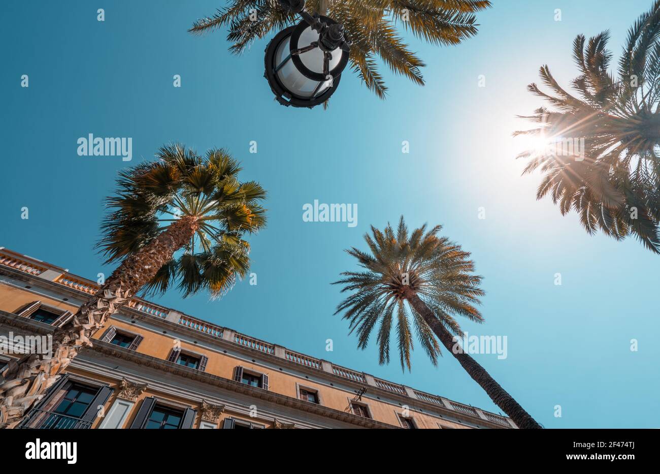 Bottom view of palm trees and building facade in Plaza real, Barcelona ...