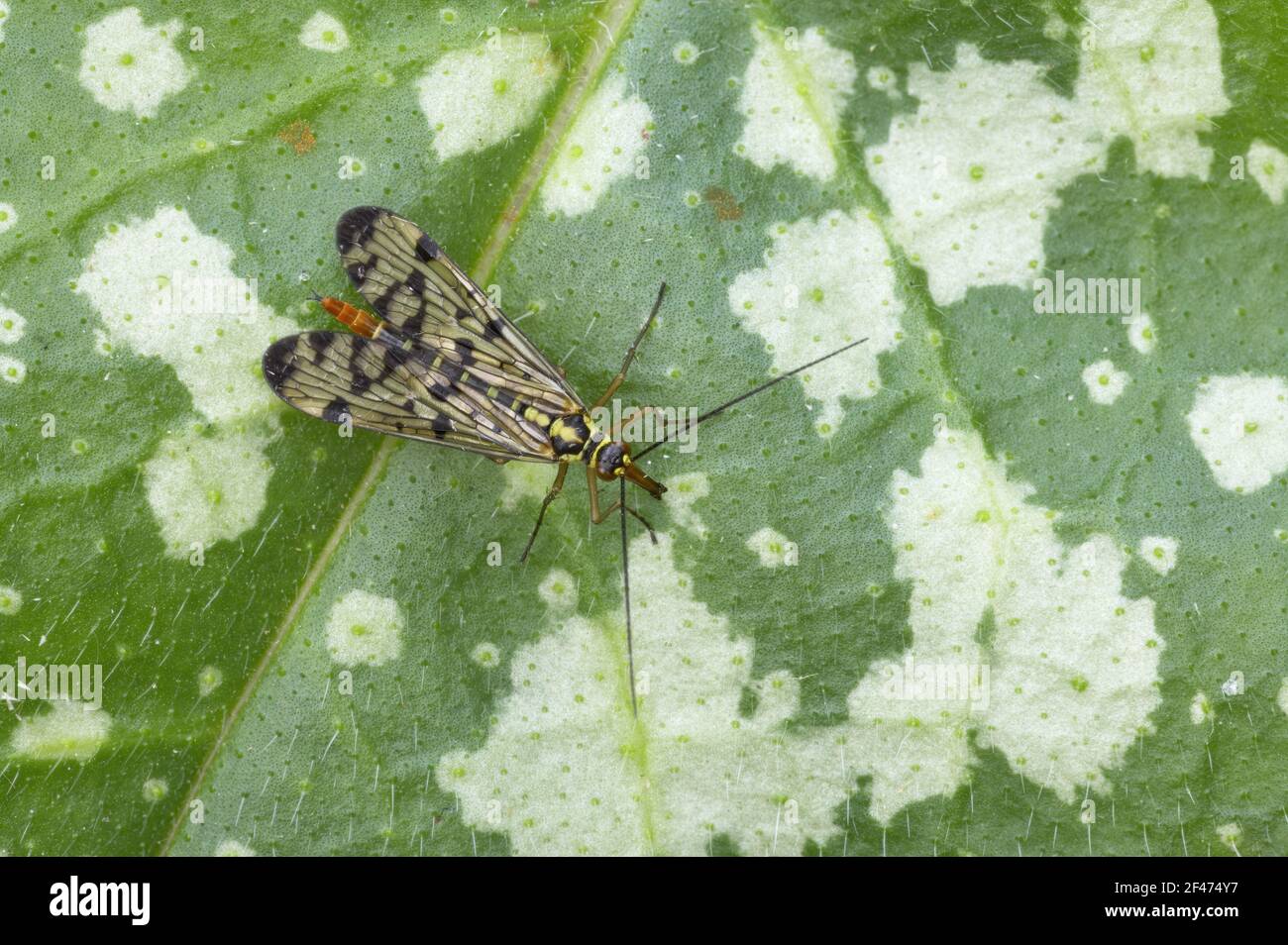 Scorpion FlyUK IN000456 Stock Photo - Alamy