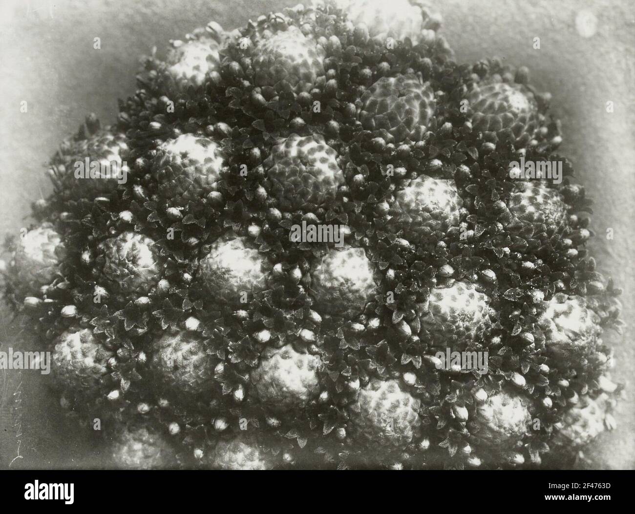 Inflorescence of the plant Yellow Ageratum (Lonas Inodora Stock Photo ...