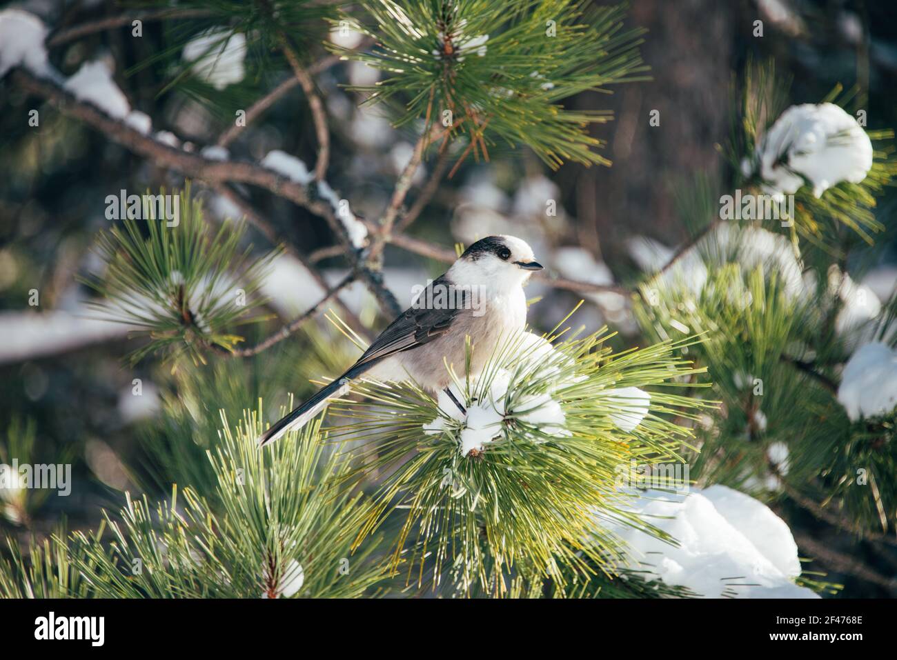 A cute little gray jay bird perched on a snowy spruce branch Stock ...