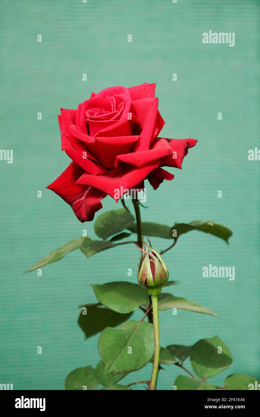 A vertical of a beautifully blossomed red rose on the green background ...