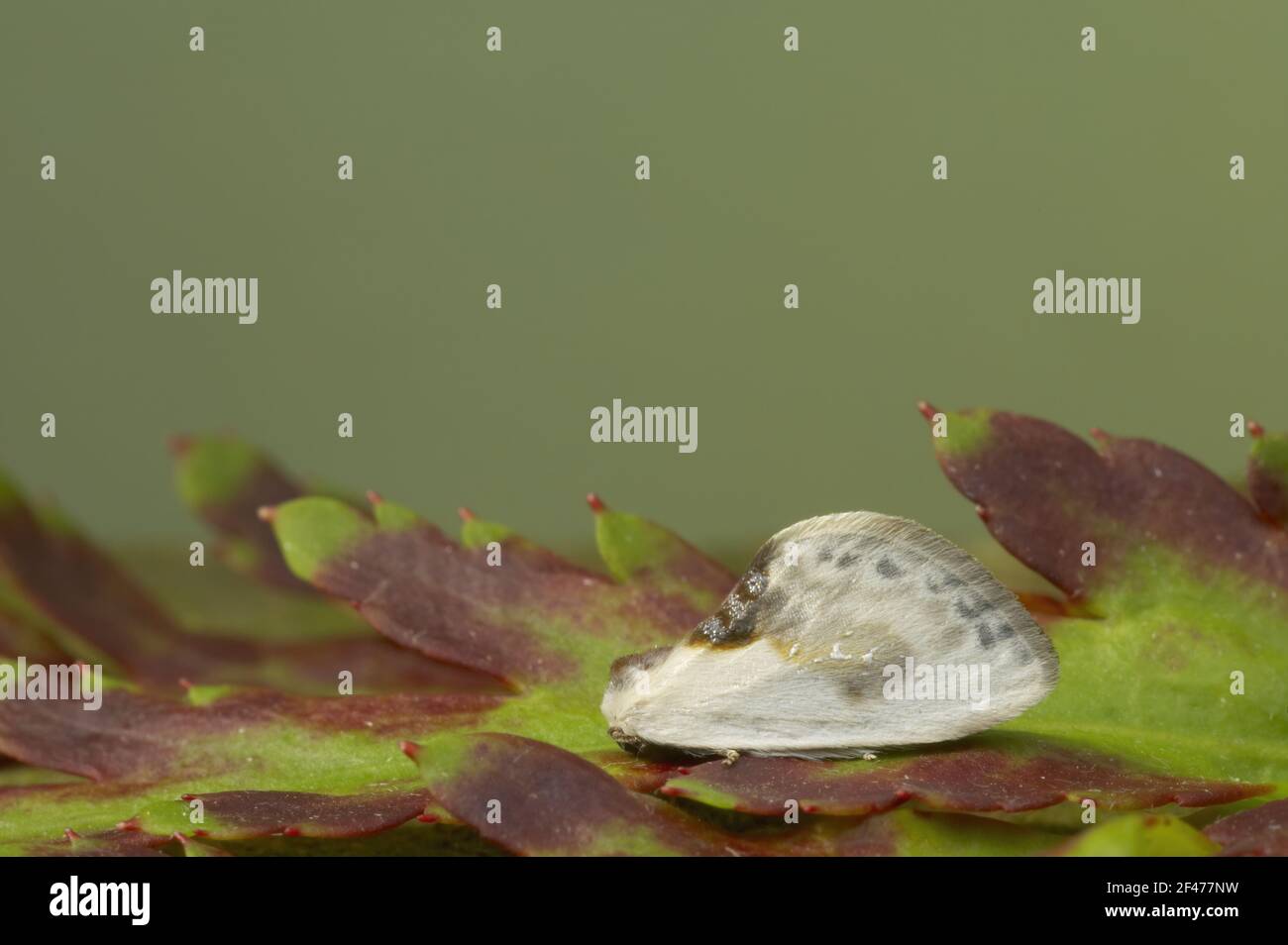 Chinese Character Moth Cilix glaucata Essex, UK IN000464 Stock Photo ...