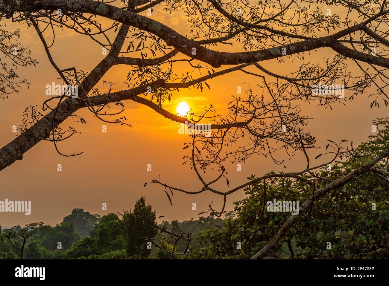 Amazon rainforest aerial hi-res stock photography and images - Alamy