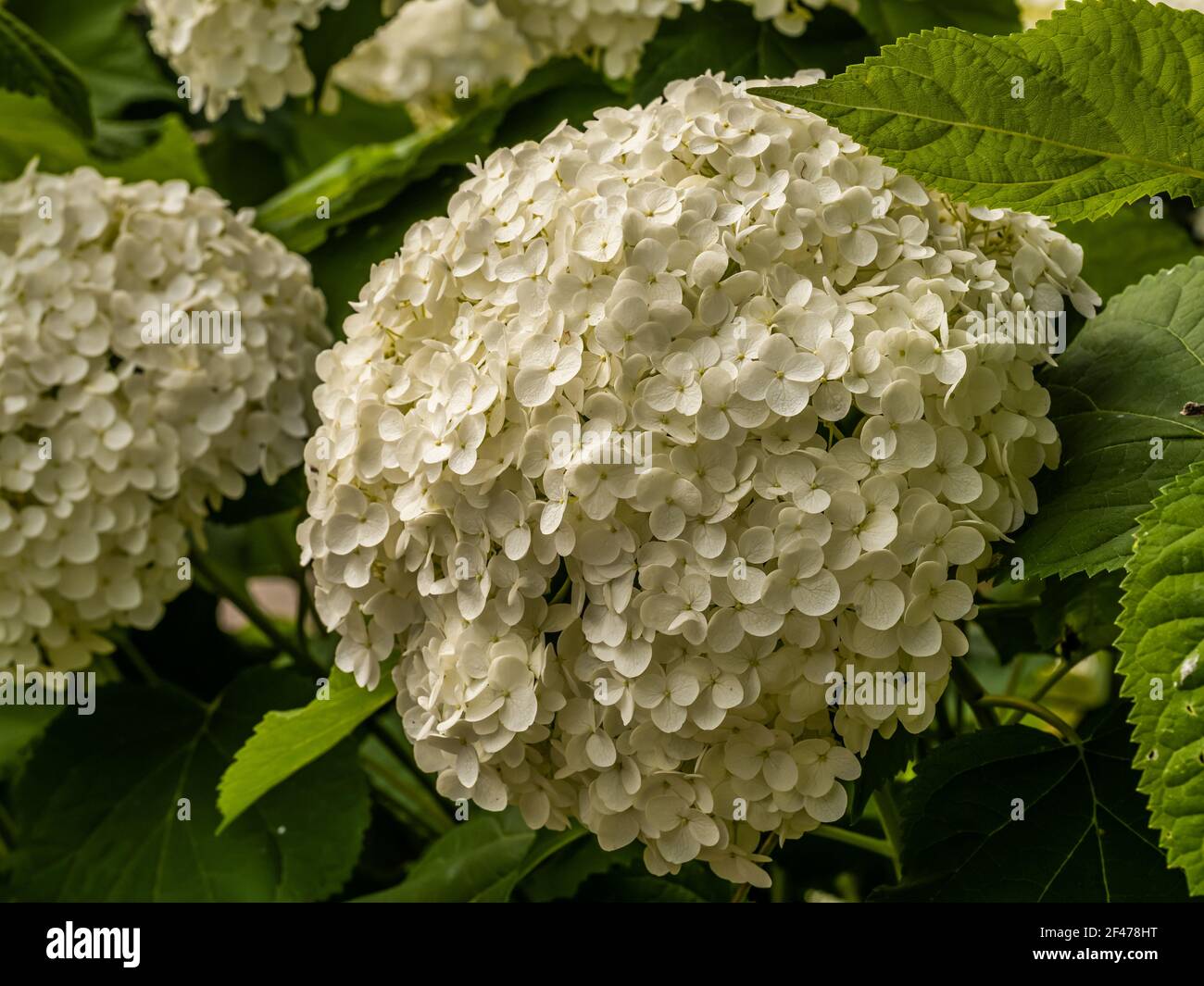 Hydrangea paniculata limelight flowers hi-res stock photography and ...