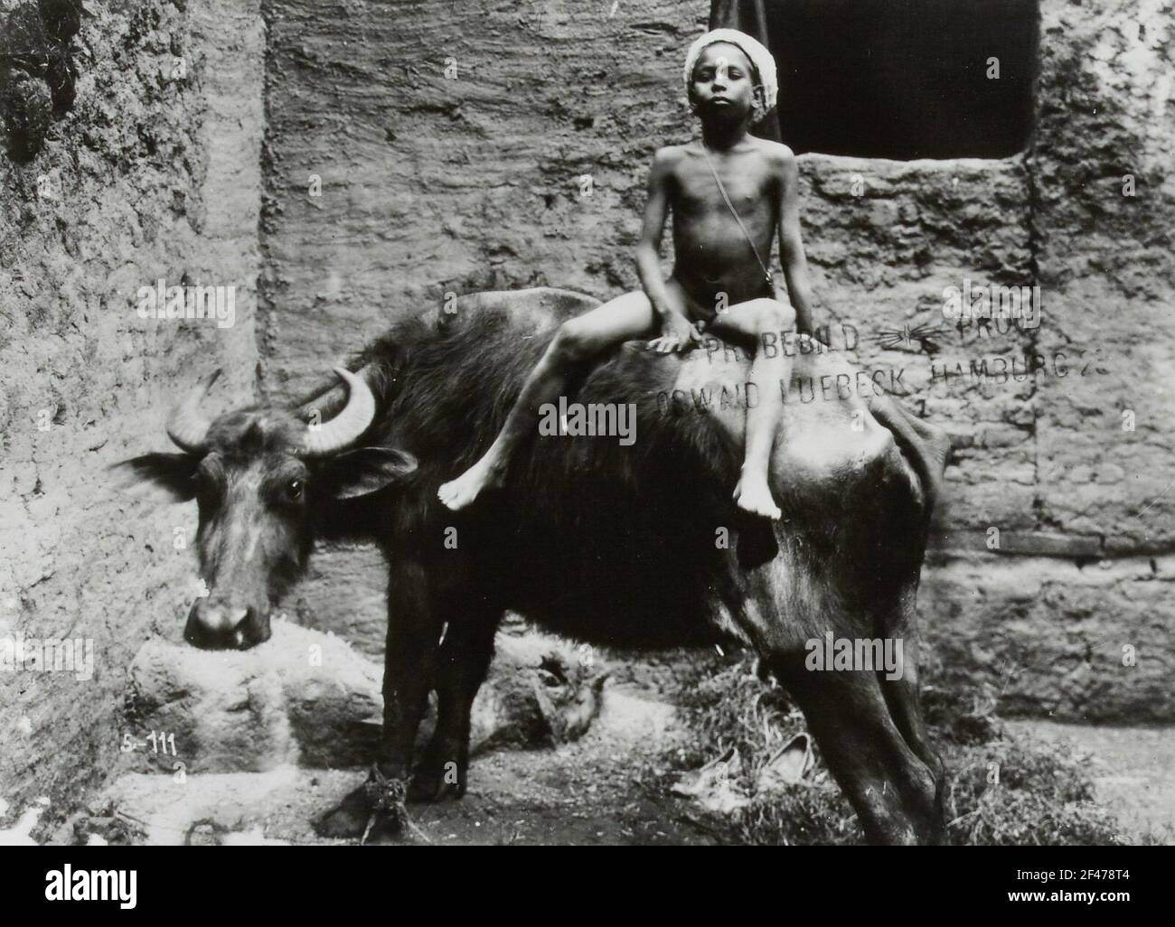 Boy riding on African buffalo Stock Photo - Alamy