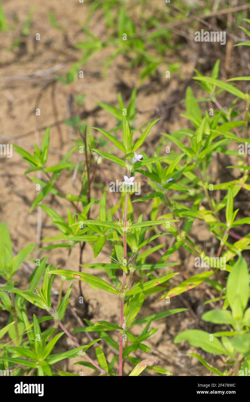 Buttonweed High Resolution Stock Photography and Images - Alamy