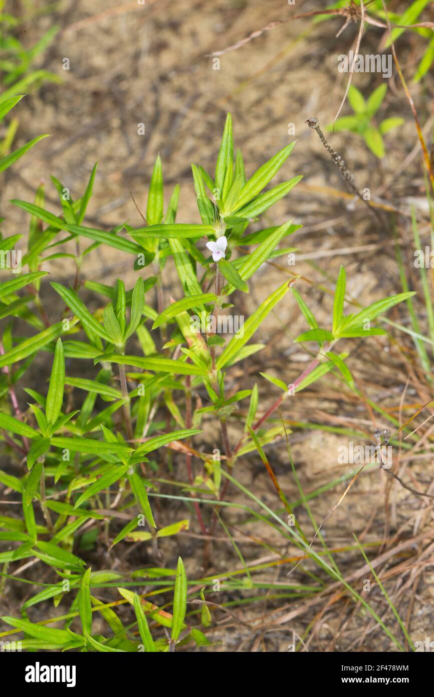 Rough Buttonweed High Resolution Stock Photography and Images - Alamy