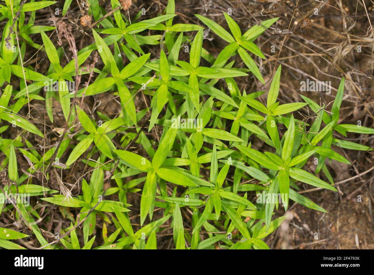 Buttonweed High Resolution Stock Photography and Images - Alamy