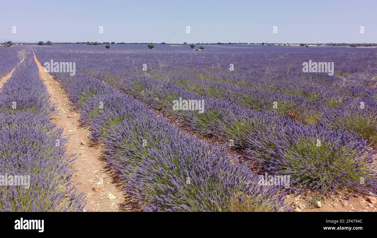 A beautiful landscape with a large lavender field Stock Photo - Alamy