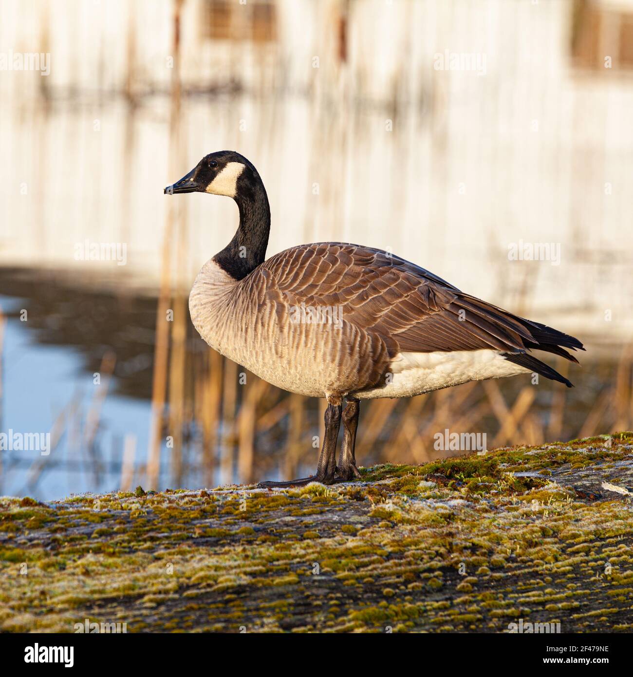 Mature Canada Goose standing on a weathered driftwood log in Steveston ...