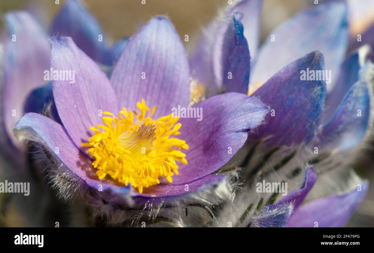 Springy hi-res stock photography and images - Alamy