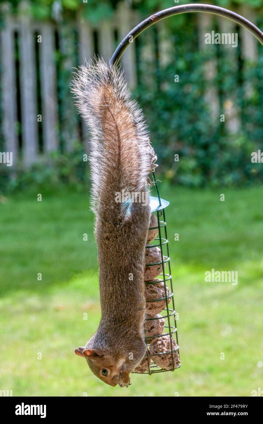 Grey squirrel, Sciurus carolinensis, stealing bird's food by hanging ...