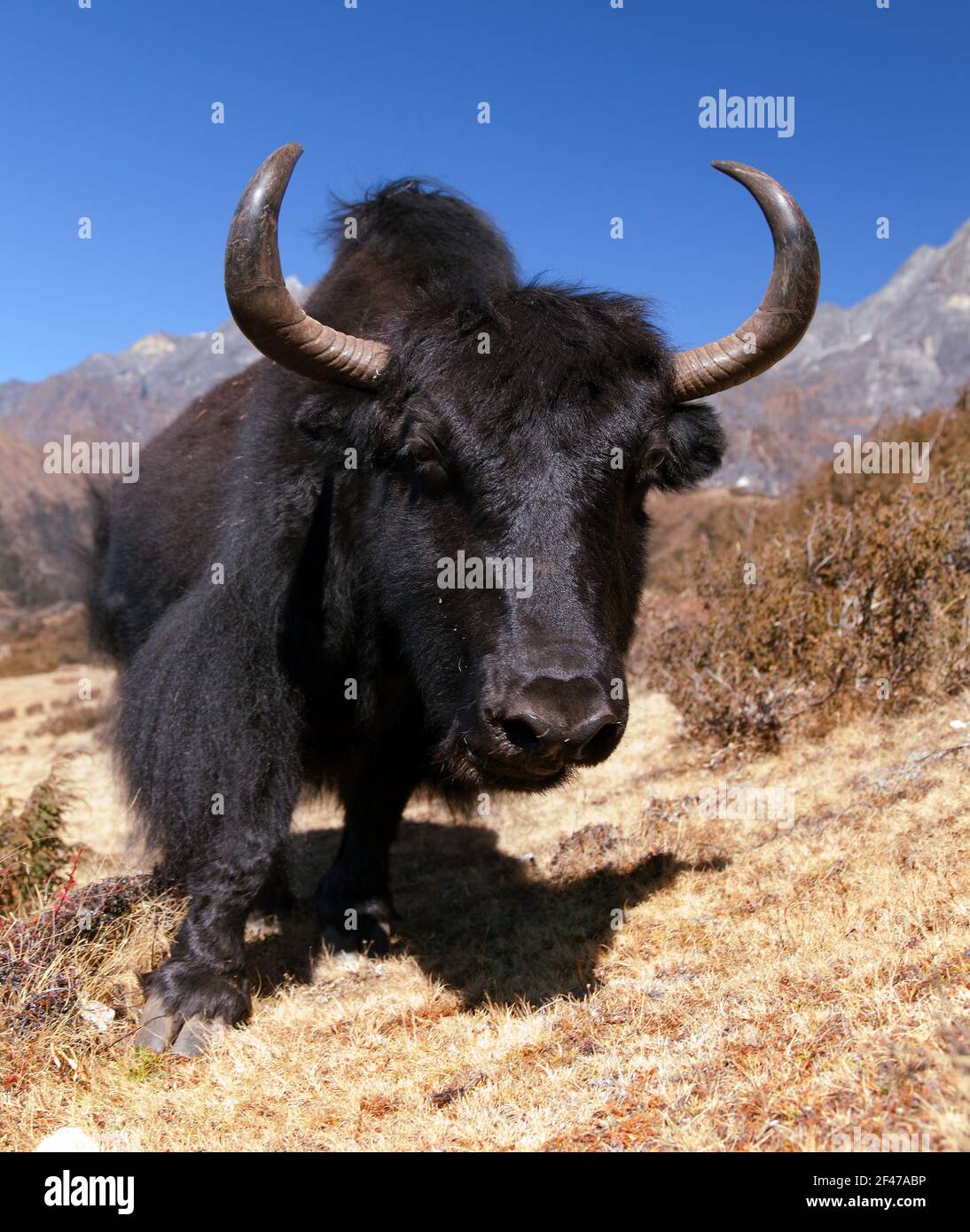 Black yaks on the way to Everest base camp - Nepal Stock Photo - Alamy