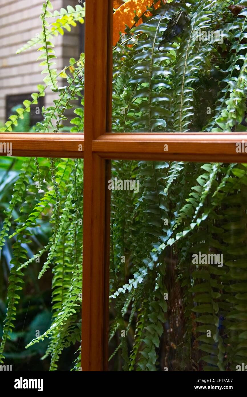 Vertical view looking through the windows of the door to the atrium of ...