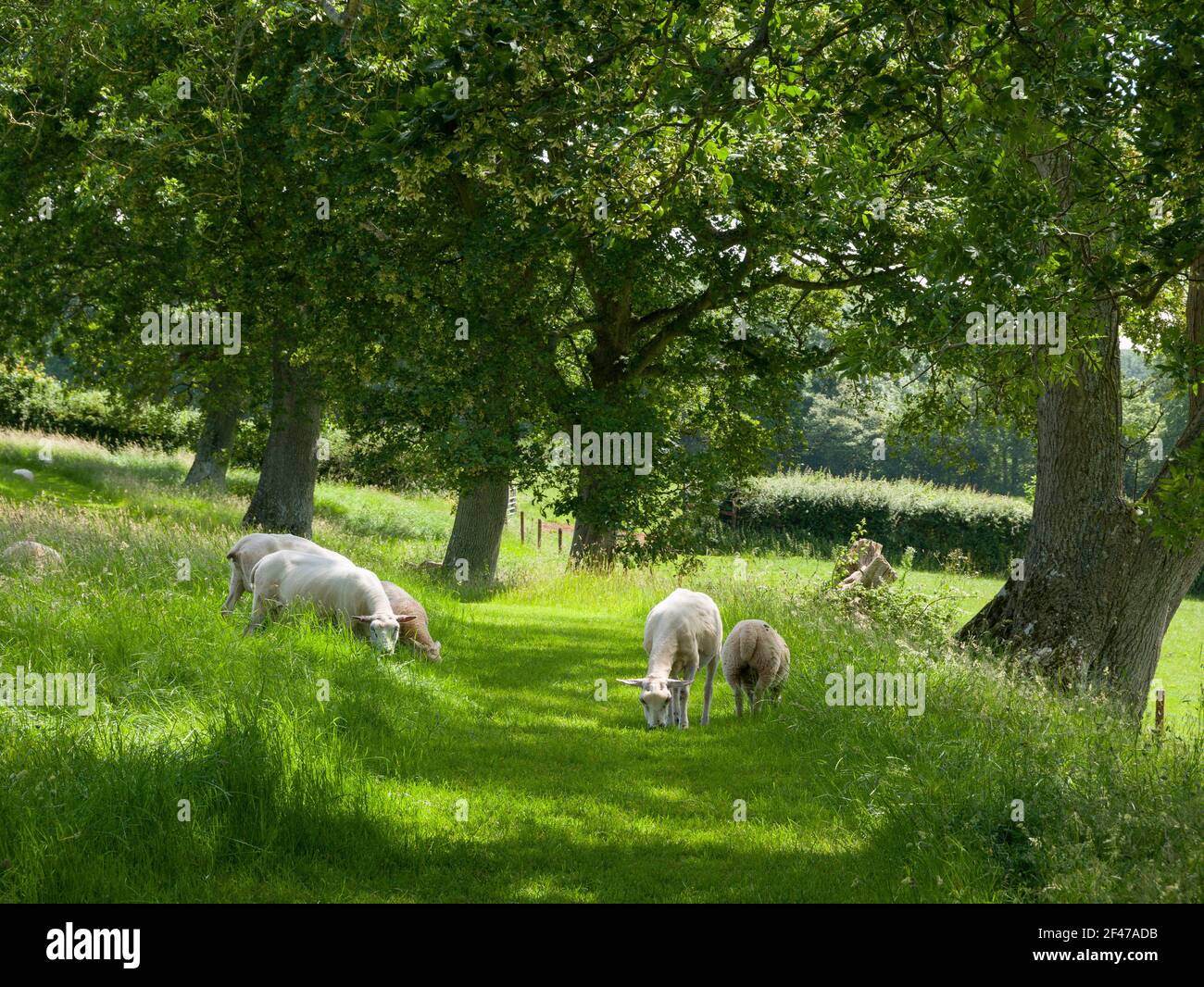 English village field sheep hi-res stock photography and images - Alamy