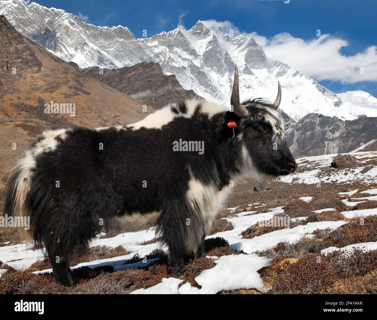 Mount everest base camp yak hi-res stock photography and images - Alamy