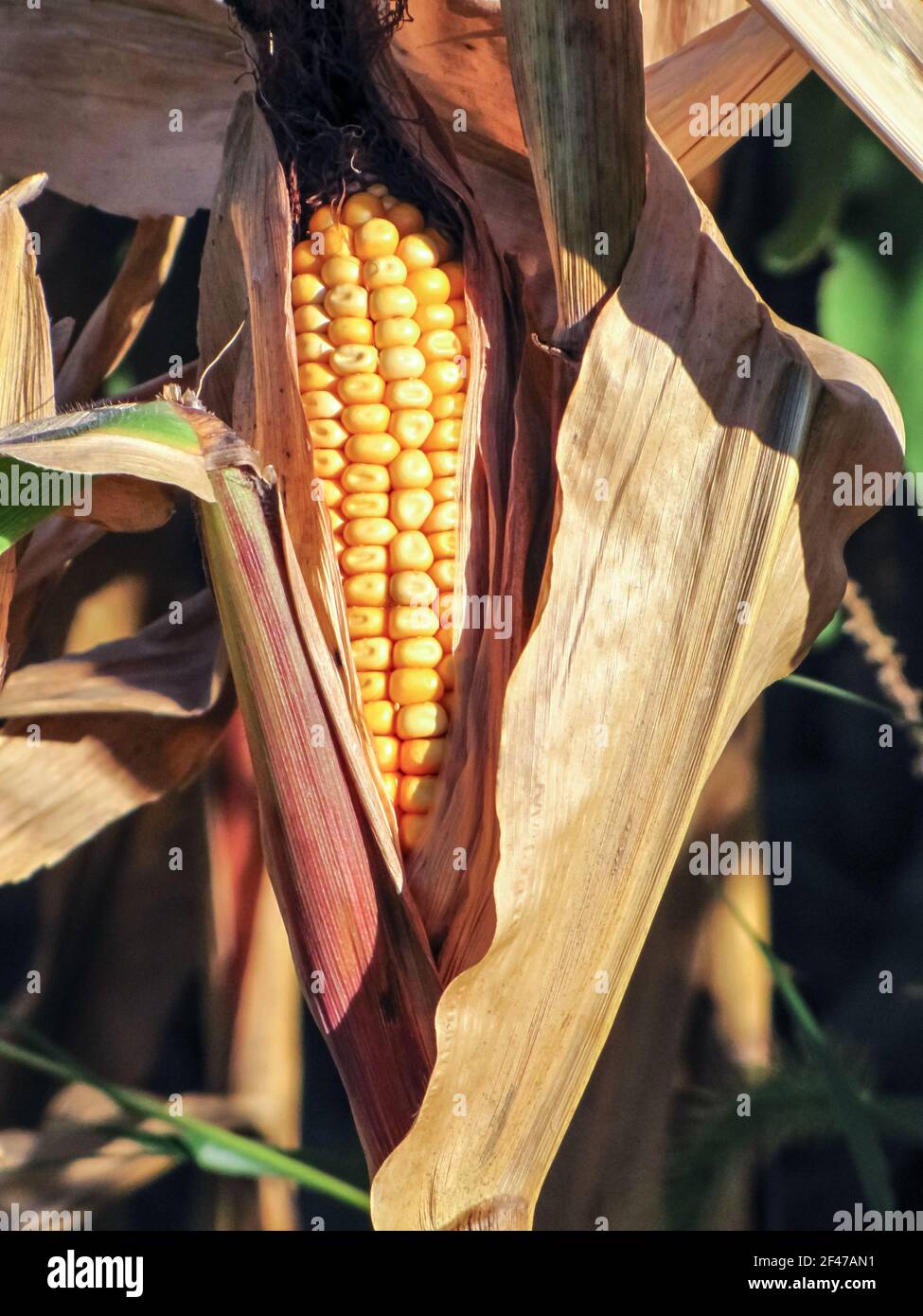 Dried out corn husk hi-res stock photography and images - Alamy